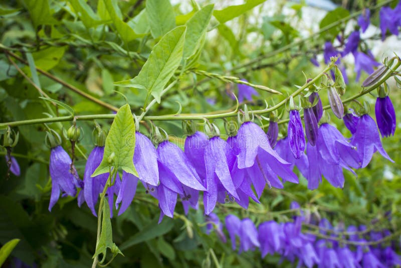 Blue Field Bell on the Field among Wild Flowers Stock Photo - Image of ...
