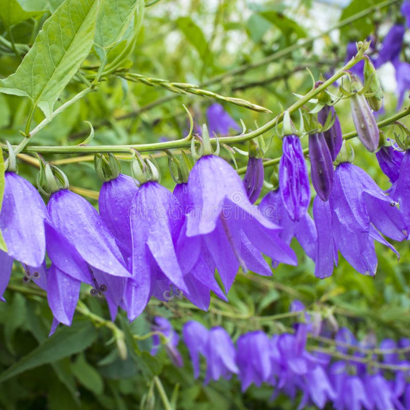Blue Field Bell on the Field among Wild Flowers Stock Image - Image of ...