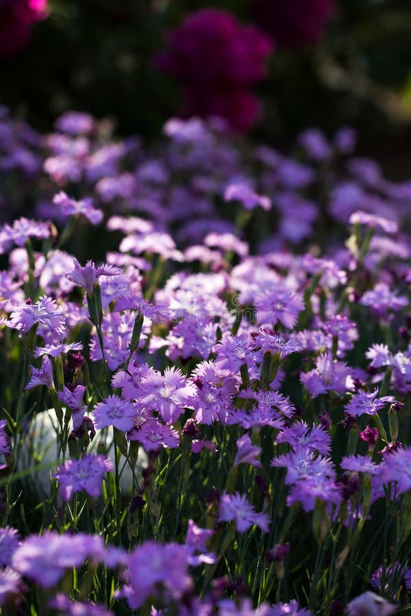 Lilac Carnations Stock Photos - Download 258 Royalty Free Photos