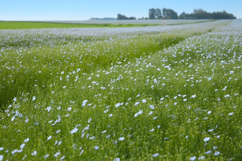 Blue flax field stock photo. Image of seed, garden, pasture - 14396310