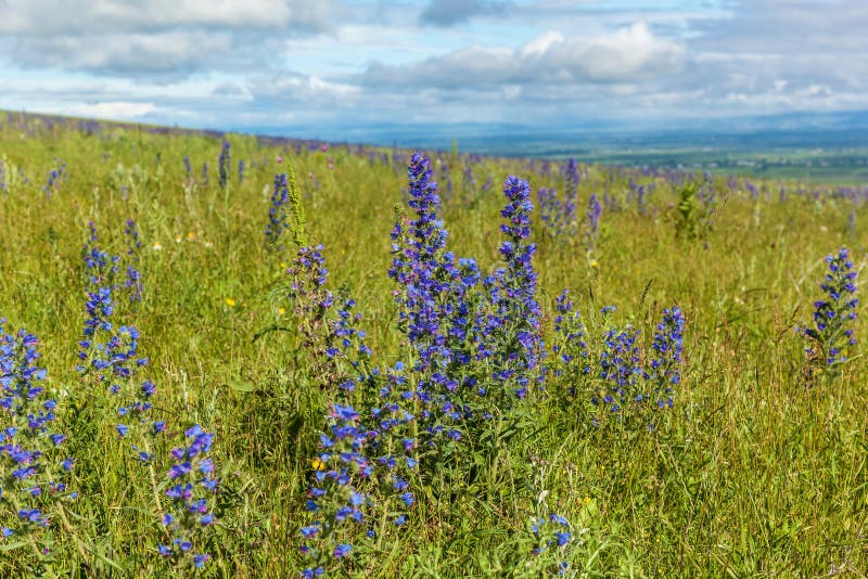 Blue Field Flower. stock image. Image of closeup, crop - 107691593