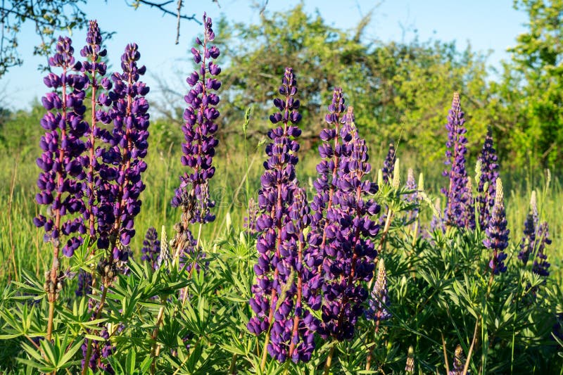 Blue field flowers stock photo. Image of beautiful, field - 116927536