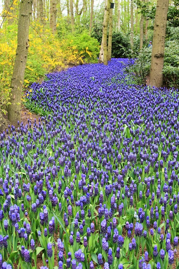 Blue field stock photo. Image of floral, colorful, beautiful - 32786822