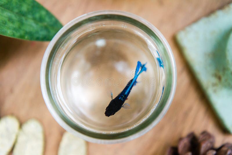 Blue Fighter Fish in the Bottle with Water Stock Image - Image of fancy ...