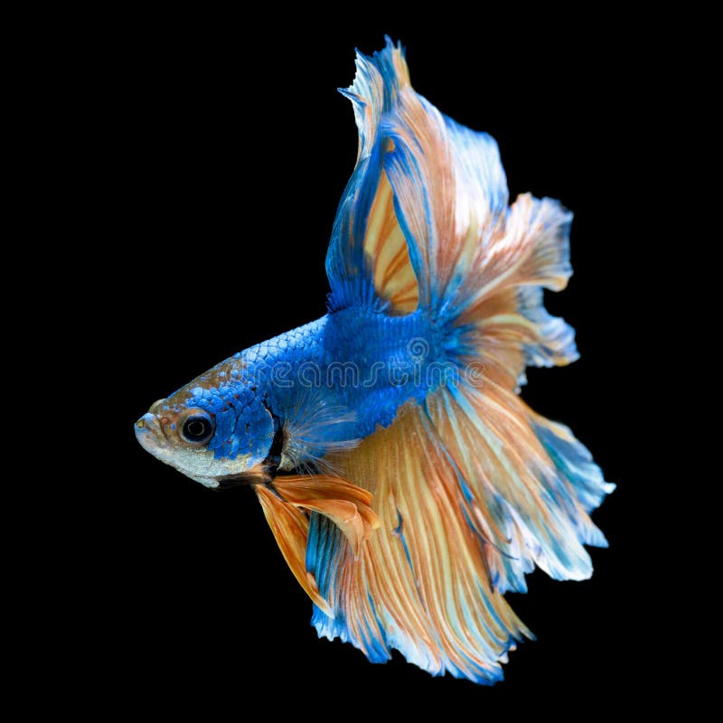 Blue fighting fish stock image. Image of exotic, betta - 92793157