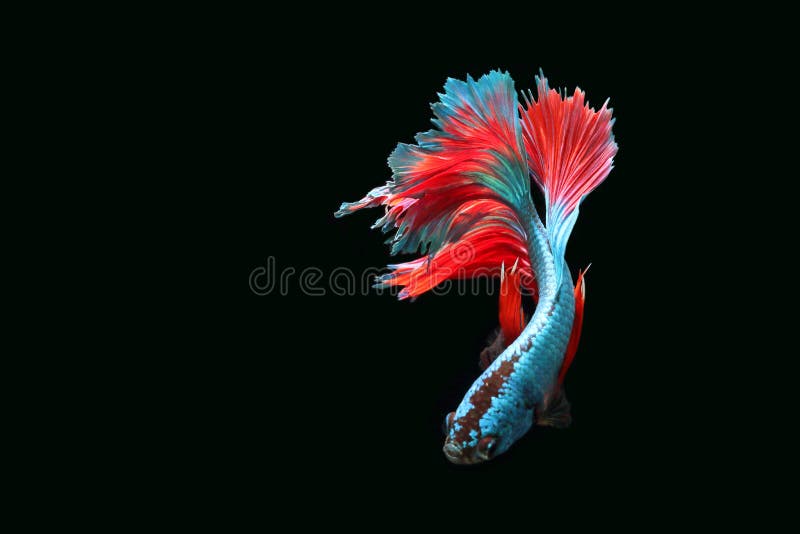 Blue Fighting fish. stock photo. Image of colour, dress - 96261674