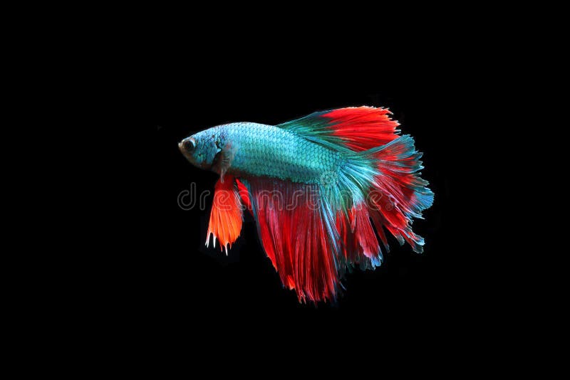 Blue fighting fish. stock photo. Image of fire, macro - 92856960