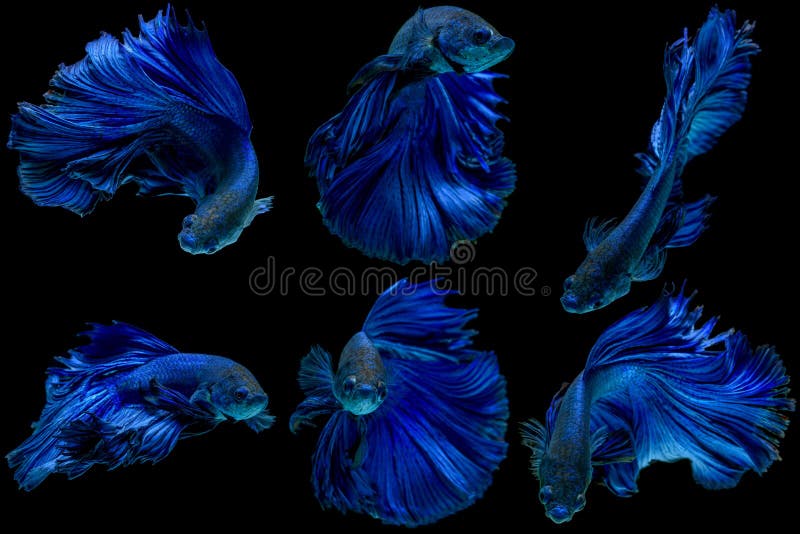 Blue Fighting Fish on Black Stock Image - Image of colorful, fish ...