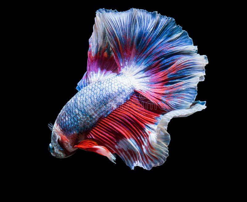 Blue Fighting Fish Siam Betta Stock Photo - Image of luxury, abstract ...
