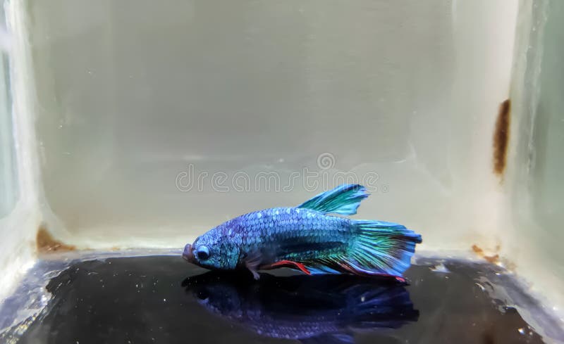 Siamese Blue Fighting Fish on a Aquarium Stock Image - Image of beauty ...