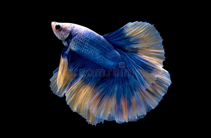 Blue Fighting Fish on White Background Stock Image - Image of fish ...