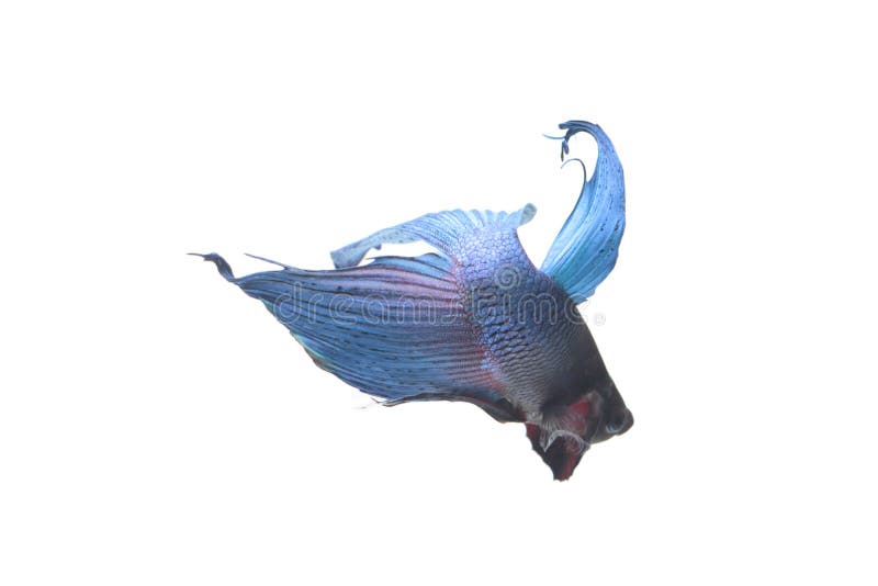 Blue Fighting fish. stock image. Image of siamese, nature - 96792121