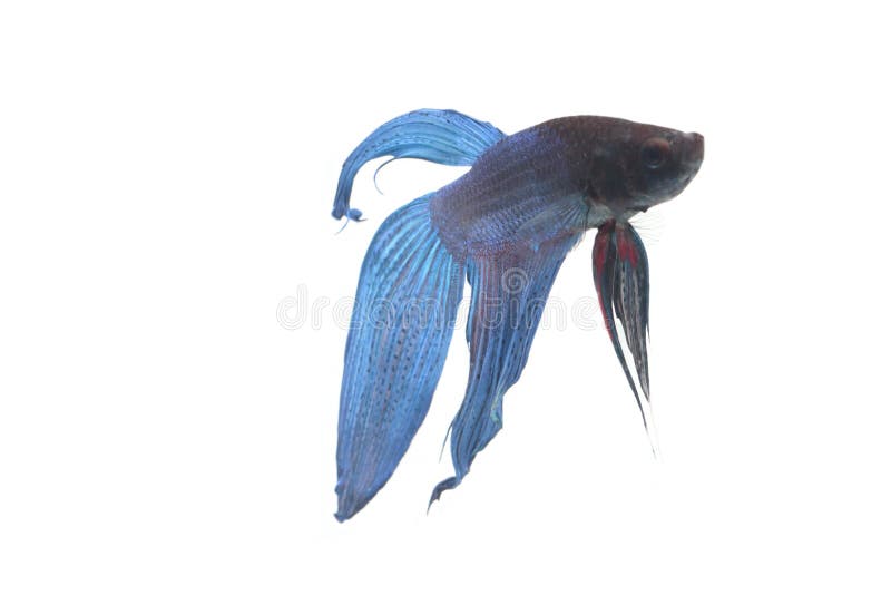 Blue Fighting fish. stock photo. Image of betta, bite - 97095316