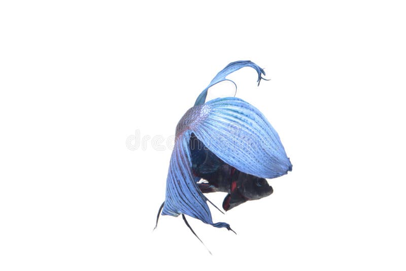Blue Fighting fish. stock image. Image of nature, beautiful - 98924021