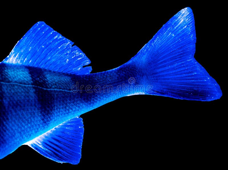 Yellow tail fish stock photo. Image of yellowtail, scales - 16690414