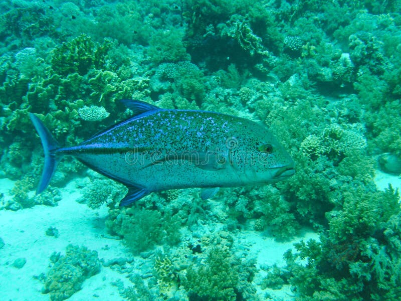 Blue fin Jack fish stock photo. Image of adventure, aquatic - 6480332