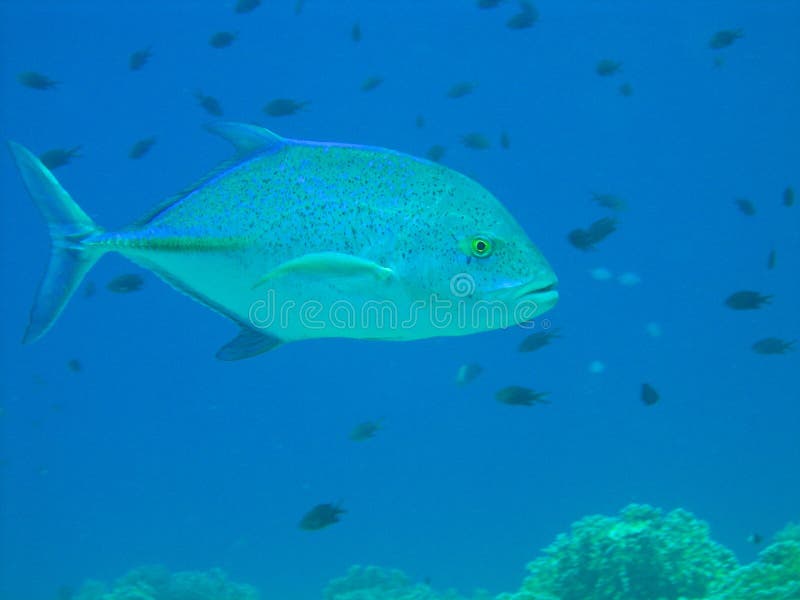 Blue fin Jack fish stock photo. Image of bahamas, diving - 6480338