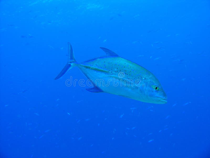 School of Blue Fin Trevally Fiji Stock Photo - Image of boat, life ...