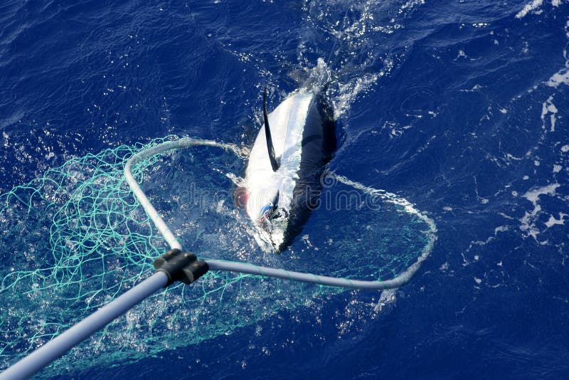 Blue Fin Tuna Mediterranean Fishing and Release Stock Photo - Image of ...