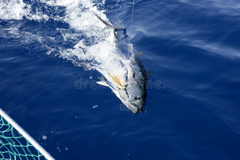 Blue Fin Tuna Mediterranean Fishing and Release Stock Photo - Image of ...