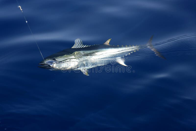 Blue Fin Tuna Mediterranean Fishing and Release Stock Photo - Image of ...
