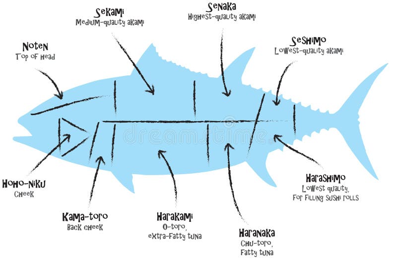 Fish Respiratory System