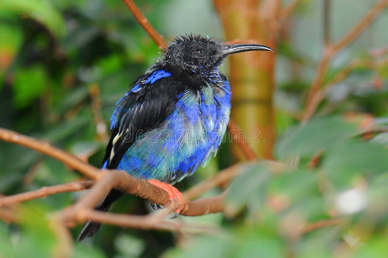 Blue Finch on Branch stock photo. Image of garden, tropical - 11987266