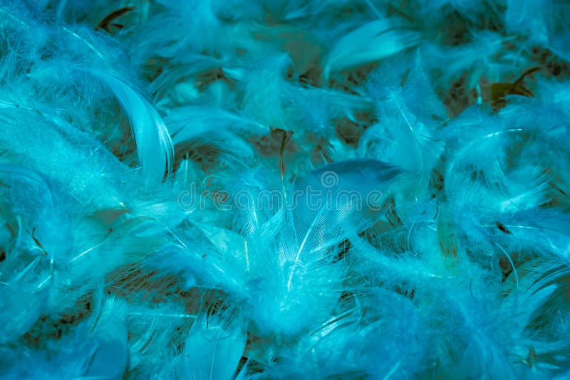 Blue Fine Duck Feathers. Background or Texture Stock Image - Image of ...