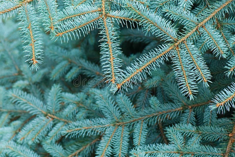 Blue fir-tree stock photo. Image of flora, blue, firtree - 11707128