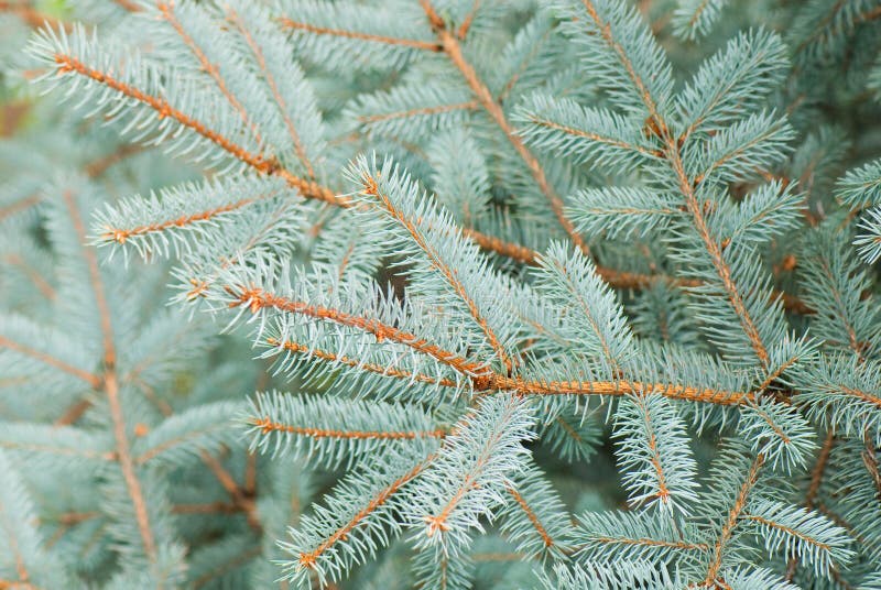 Blue fir-tree stock image. Image of branchlet, closeup - 11718931