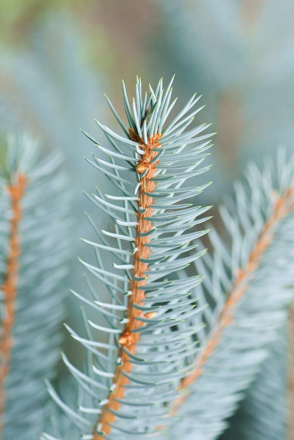 Blue fir-tree stock photo. Image of needle, decoration - 11863338