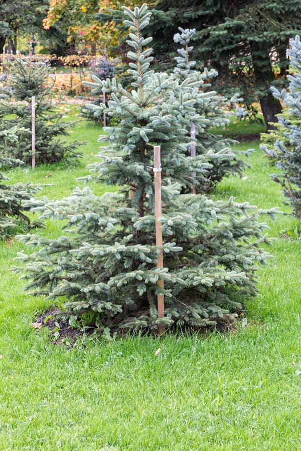 Blue fir tree stock photo. Image of firblue, outdoors - 27064996