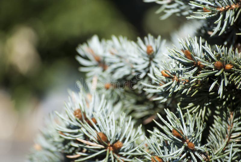 Traditional Blue Moroccan Door Stock Image - Image of arch ...
