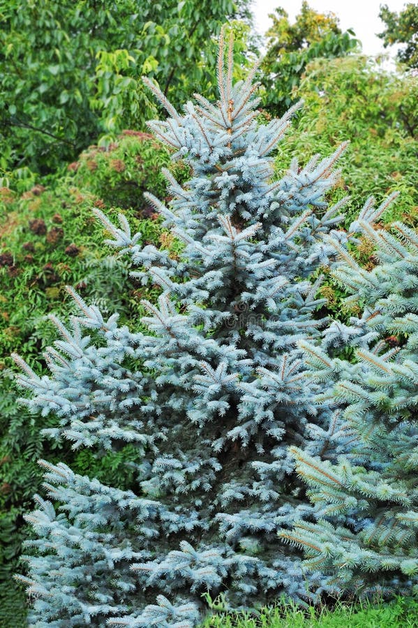 Blue fir tree stock image. Image of natural, picea, pine - 158850029