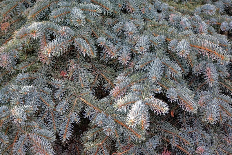 Blue fir tree branch stock photo. Image of plant, gorgeous - 89836102