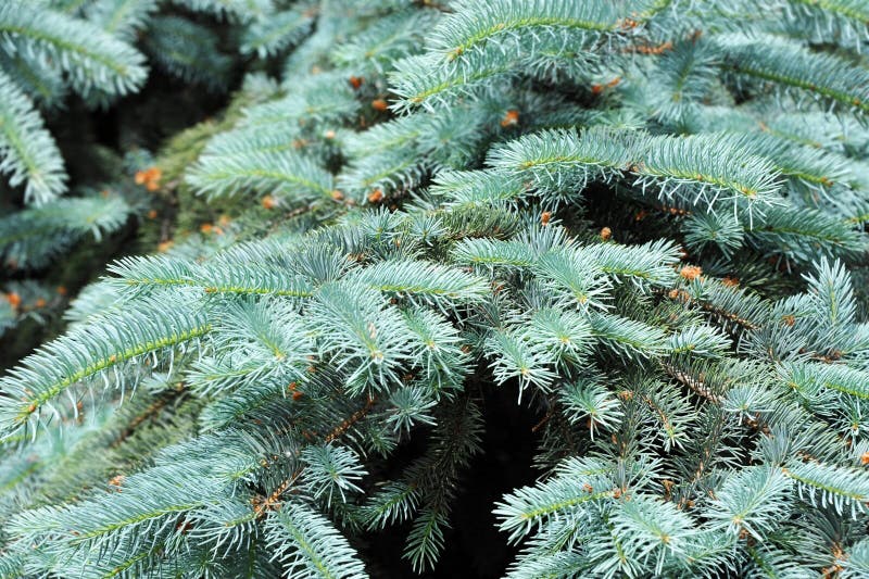 Blue fir tree, close up stock photo. Image of freshness - 150717074