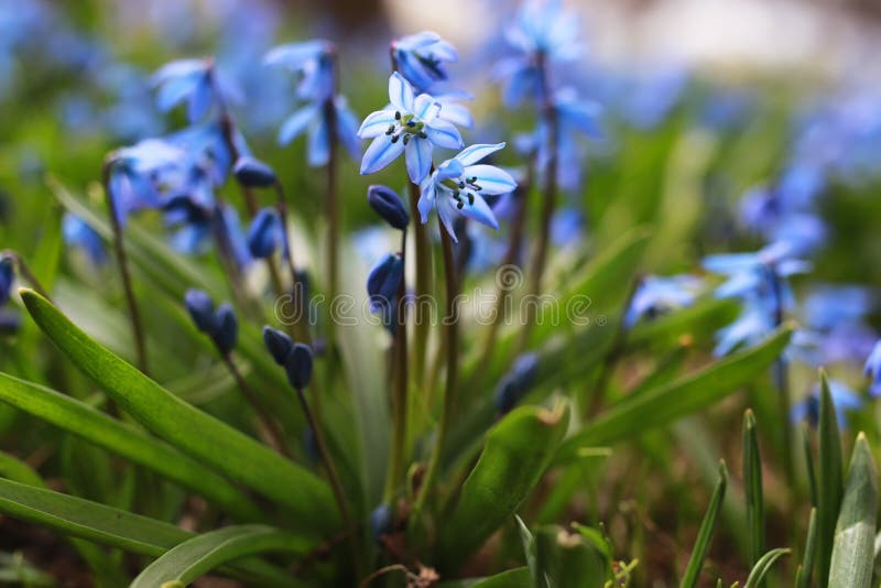 Blue First Flower in Spring Stock Image - Image of outdoors, growing ...
