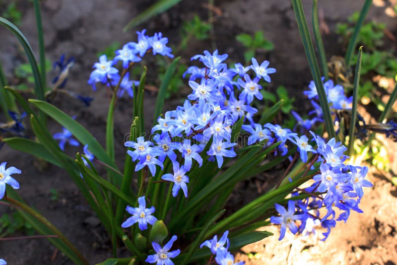 Blue First Spring Flowers. Blue Spring Flowers Close Up Stock Image ...