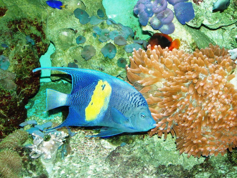 Blue fish stock photo. Image of swim, fish, reverberation - 13558448