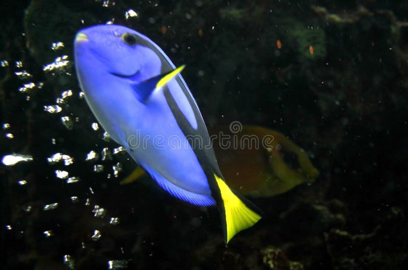 Big Blue Sea Fish In Aqurium. Underwater Stock Photo - Image of ...