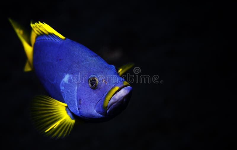 Faraud Stock Photos - Free & Royalty-Free Stock Photos from Dreamstime