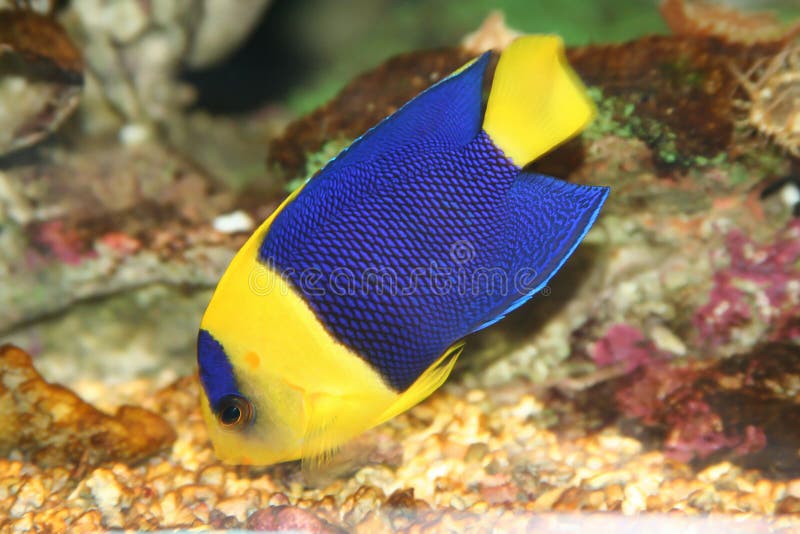 Blue fish stock image. Image of tropical, marine, blue - 4338019
