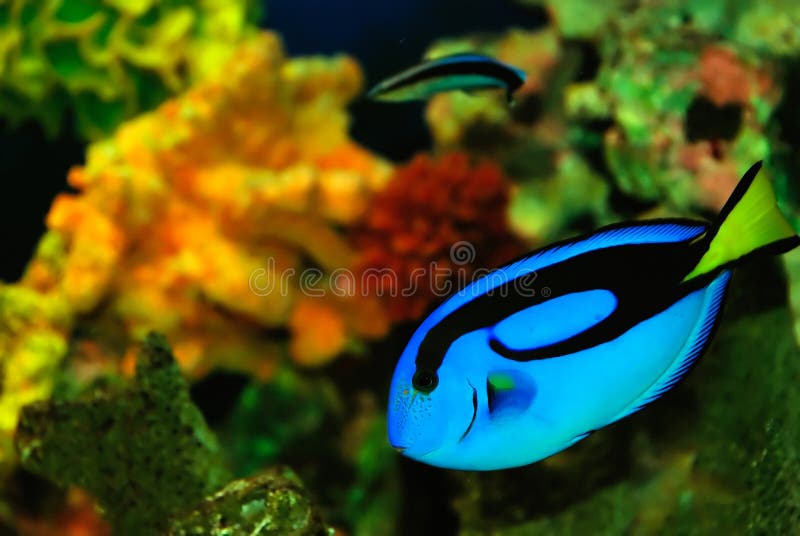 Blue fish stock image. Image of environment, tropical - 5114717