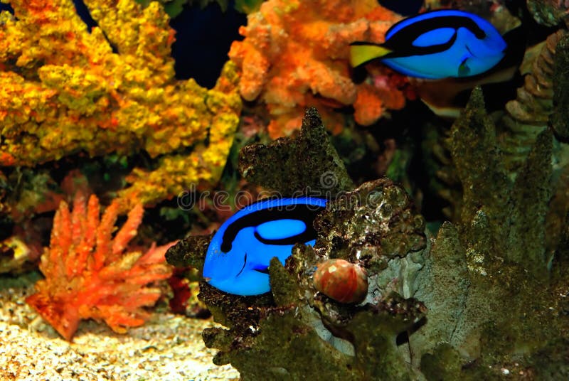 Bright blue tropical fish stock photo. Image of habitat - 5132544