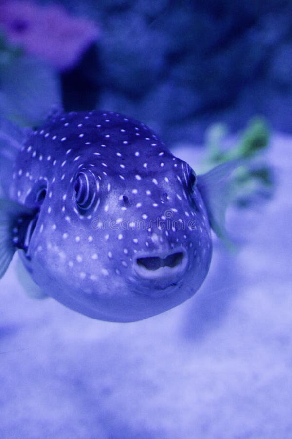 Fish with blue dots stock photo. Image of aquarium, ocean - 107339016