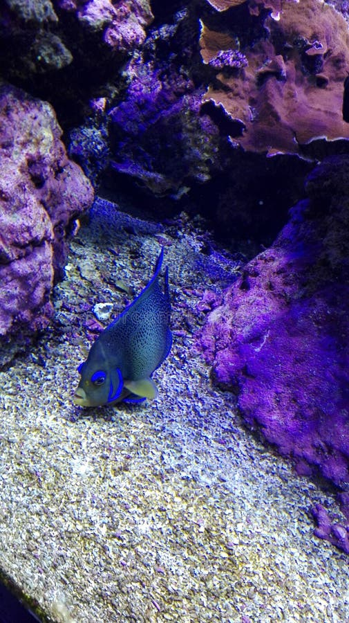 Blue fish stock image. Image of aquarium, animal, coral - 186086527