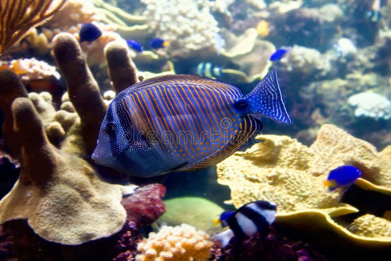 Blue fish in the aquarium stock photo. Image of beauty - 27942192