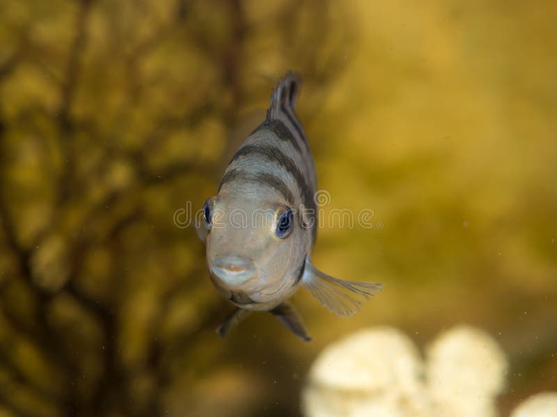 Blue fish in aquarium stock photo. Image of underwater - 248505672