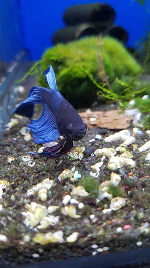 Blue fish stock photo. Image of blue, nature, animal - 109500120