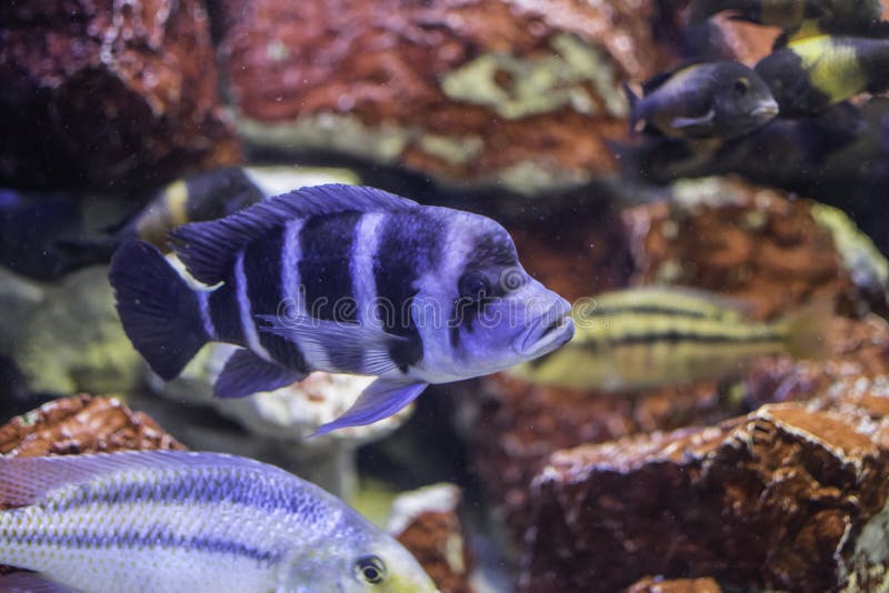 Blue fish in an aquarium stock photo. Image of plants - 91713740